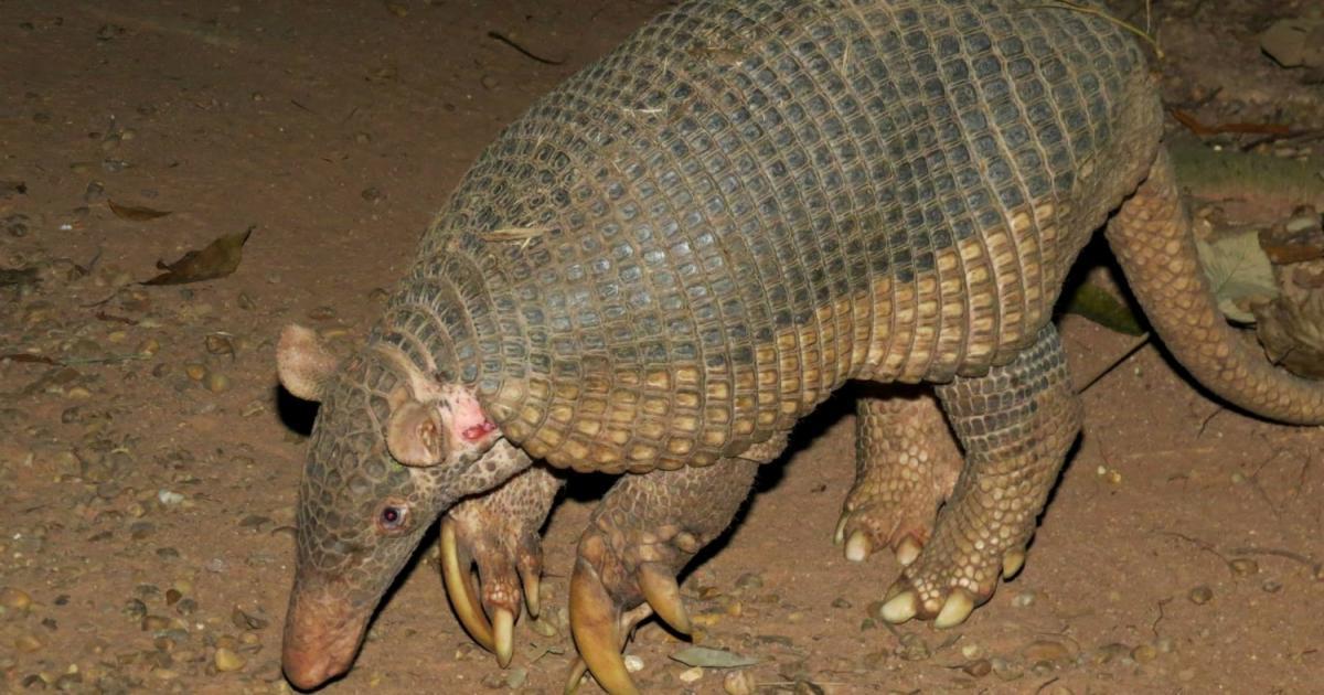 tatu #138201 - Biofaces - Bring Nature Closer