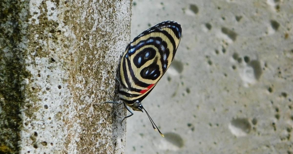 Paulogramma #138814 - Biofaces - Bring Nature Closer