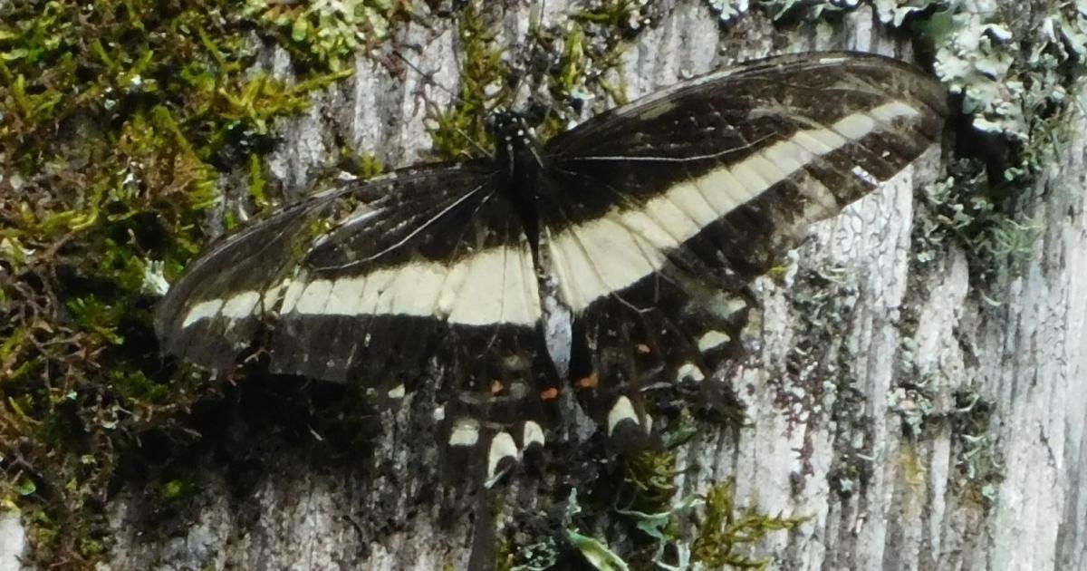 Heraclides #139102 - Biofaces - Bring Nature Closer