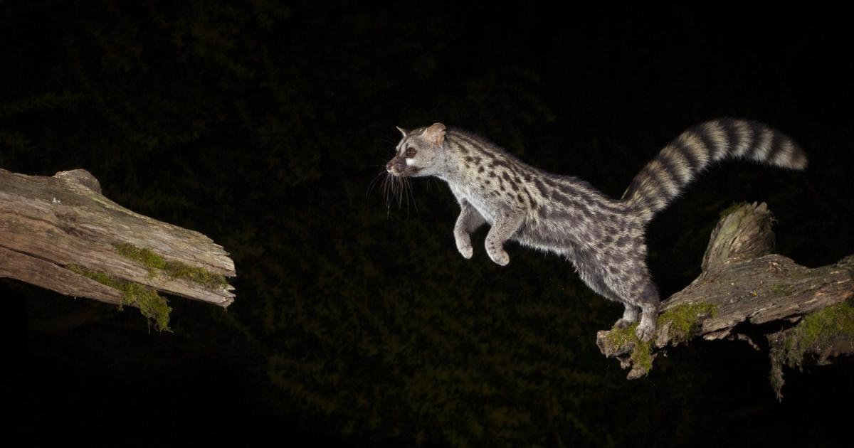 Gineta, #139115 - Biofaces - Bring Nature Closer