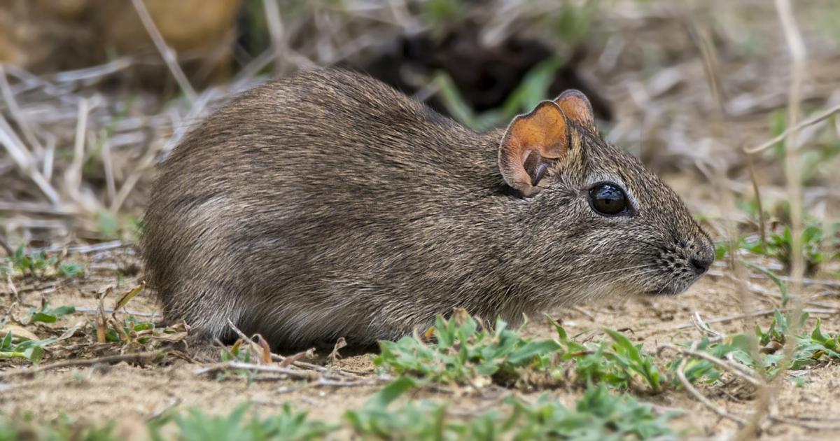 PREÁ #139366 - Biofaces - Bring Nature Closer