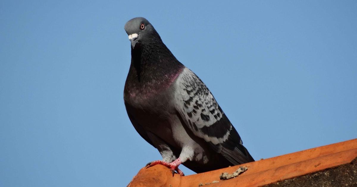 Pomba #139741 - Biofaces - Bring Nature Closer