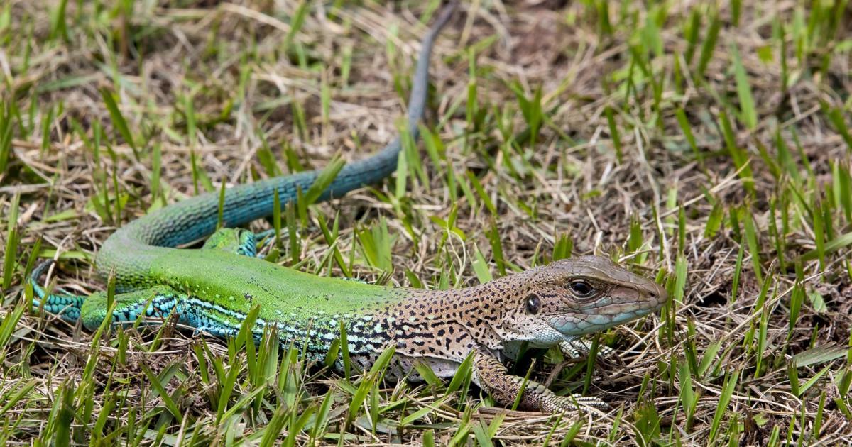 Bico-doce #139803 - Biofaces - Bring Nature Closer