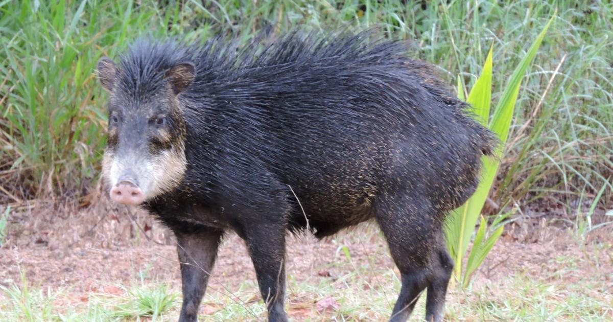 Queixada #140037 - Biofaces - Bring Nature Closer