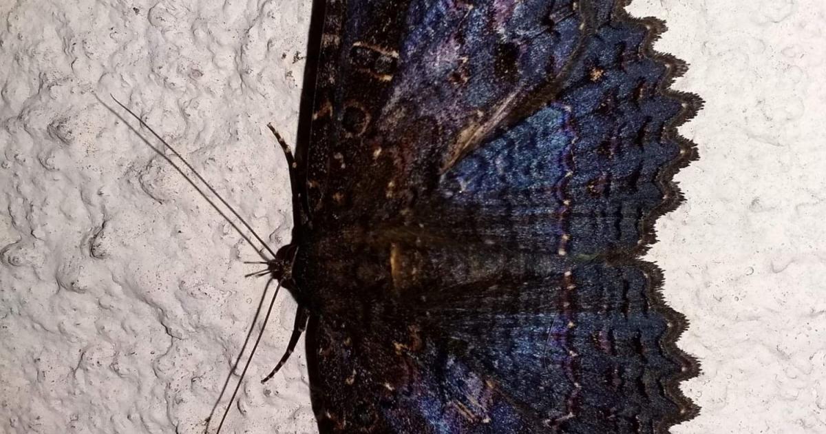 Letis #140105 - Biofaces - Bring Nature Closer