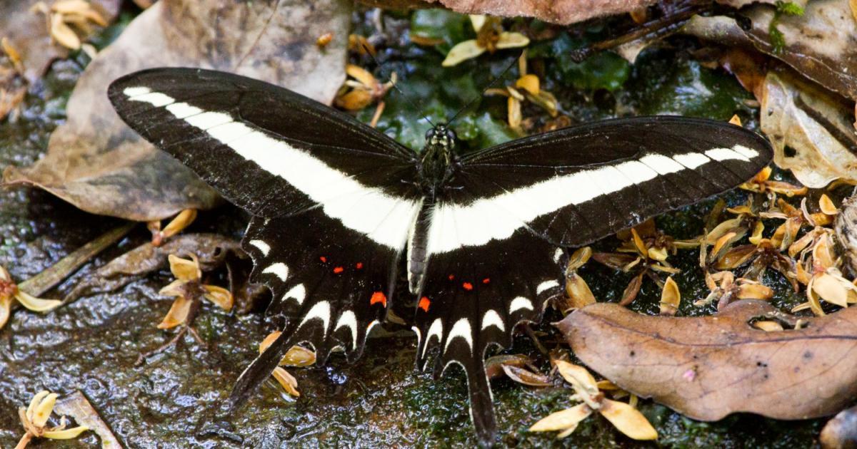 Eraclides #140616 - Biofaces - Bring Nature Closer