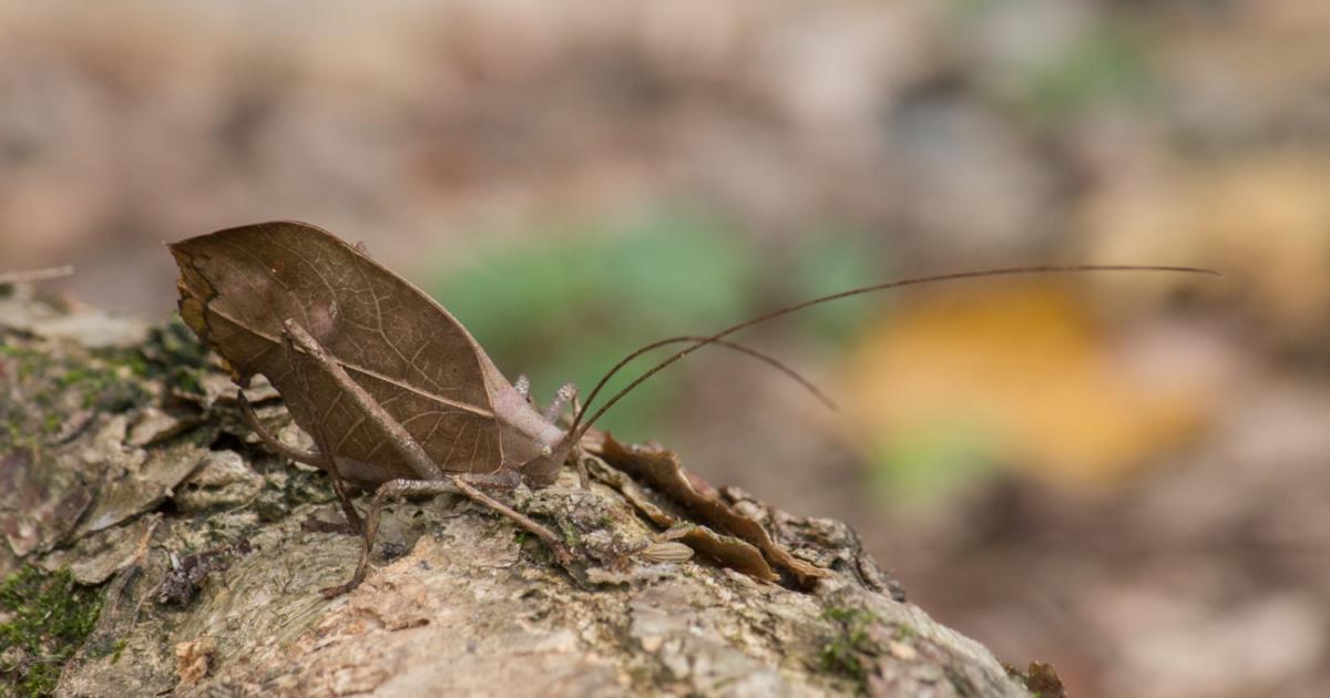 #141172 - Biofaces - Bring Nature Closer