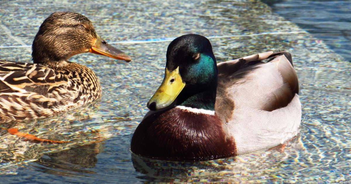 Pato #141232 - Biofaces - Bring Nature Closer