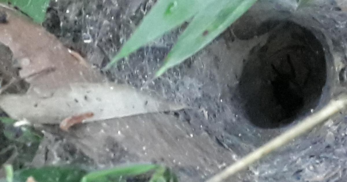 aranha #141470 - Biofaces - Bring Nature Closer