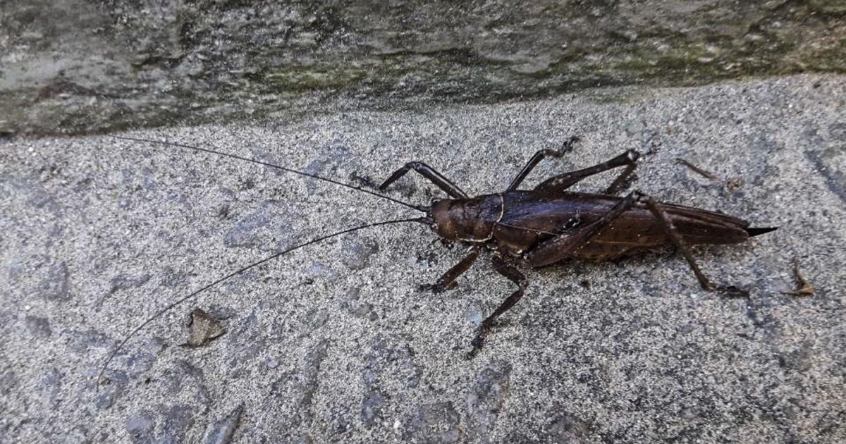 Grilo #141510 - Biofaces - Bring Nature Closer