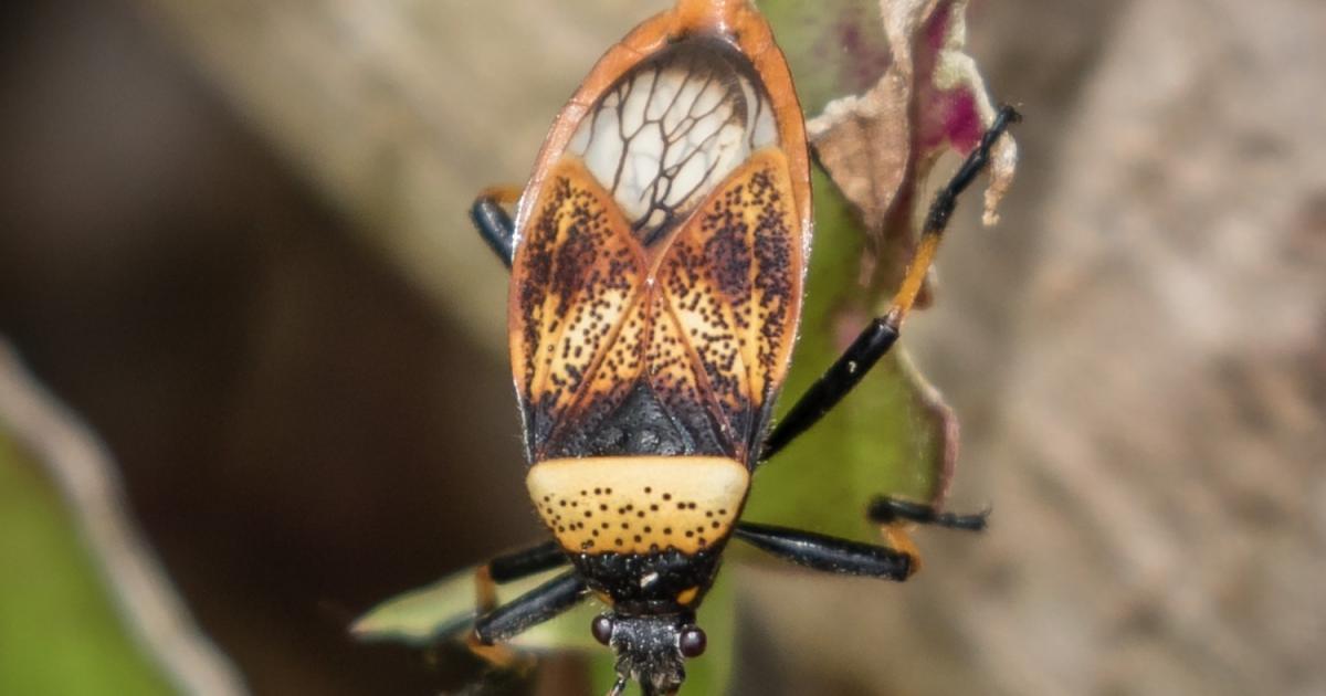 Percevejo-listrado #141576 - Biofaces - Bring Nature Closer