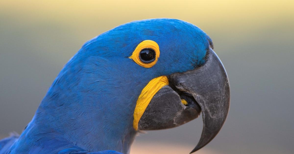 Arara #141758 - Biofaces - Bring Nature Closer