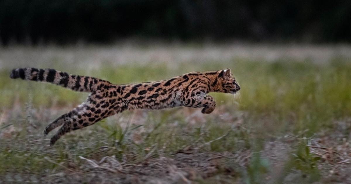 Leopardus Wiedii - Gato Maracajá - Biofaces - Bring Nature Closer