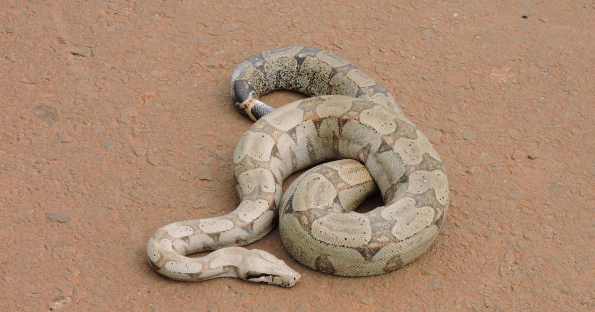 Jiboia #142381 - Biofaces - Bring Nature Closer