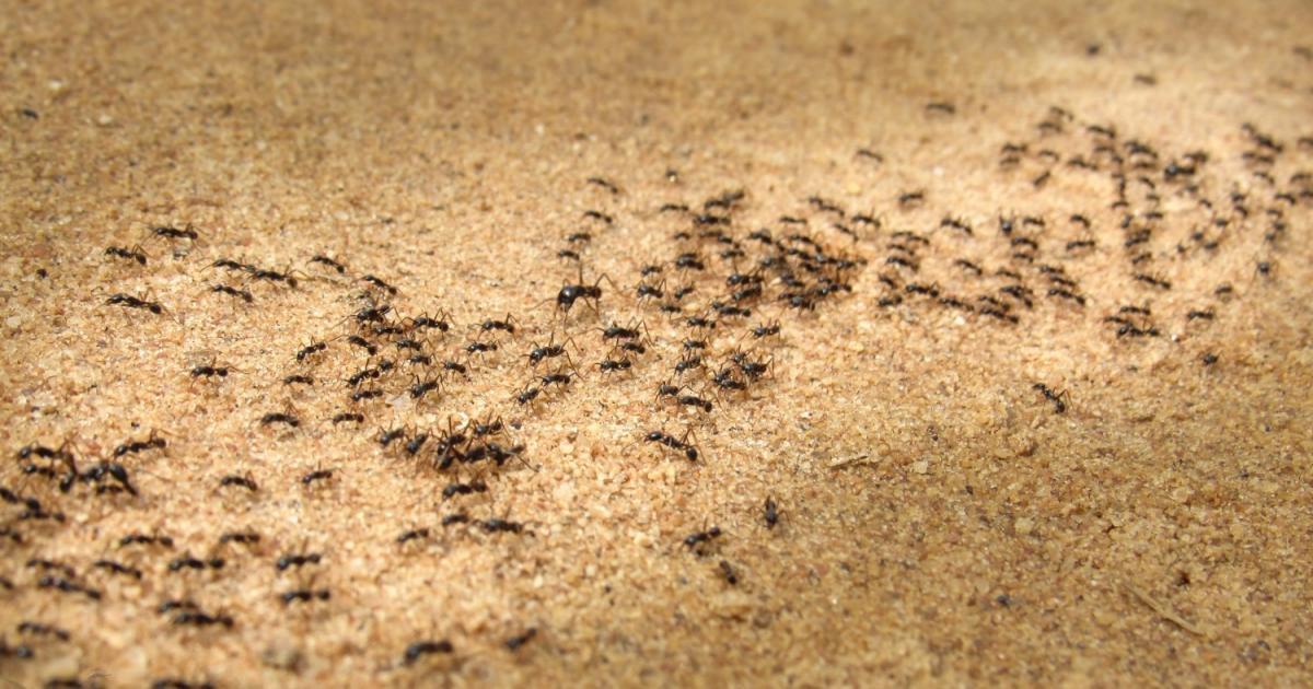 #142382 - Biofaces - Bring Nature Closer