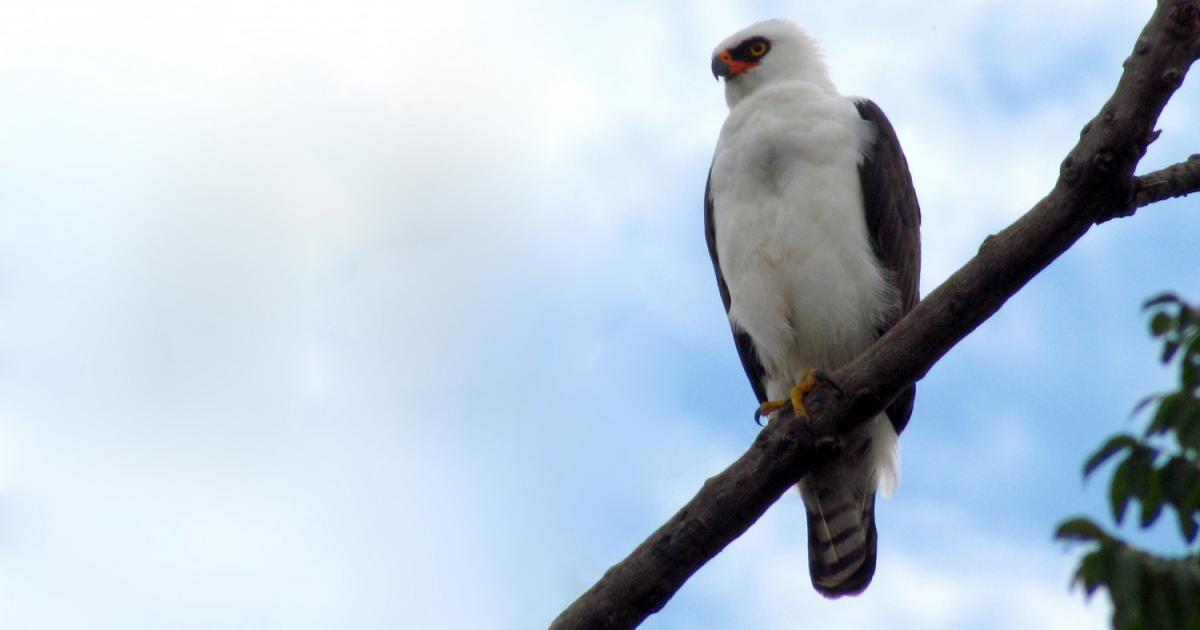 Gavião #142715 - Biofaces - Bring Nature Closer