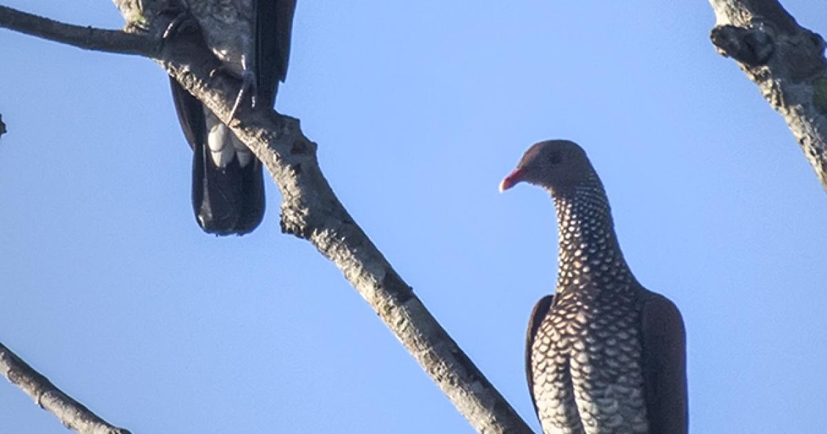 pomba-trocal #142839 - Biofaces - Bring Nature Closer