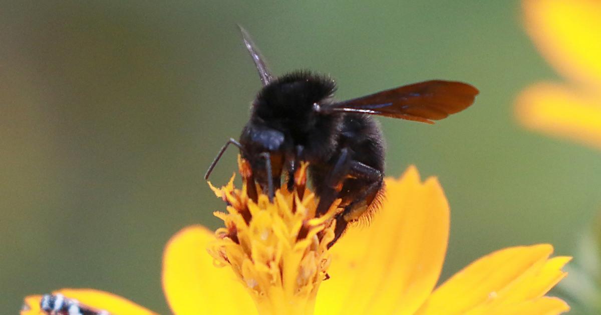 MAMANGAVA #143040 - Biofaces - Bring Nature Closer