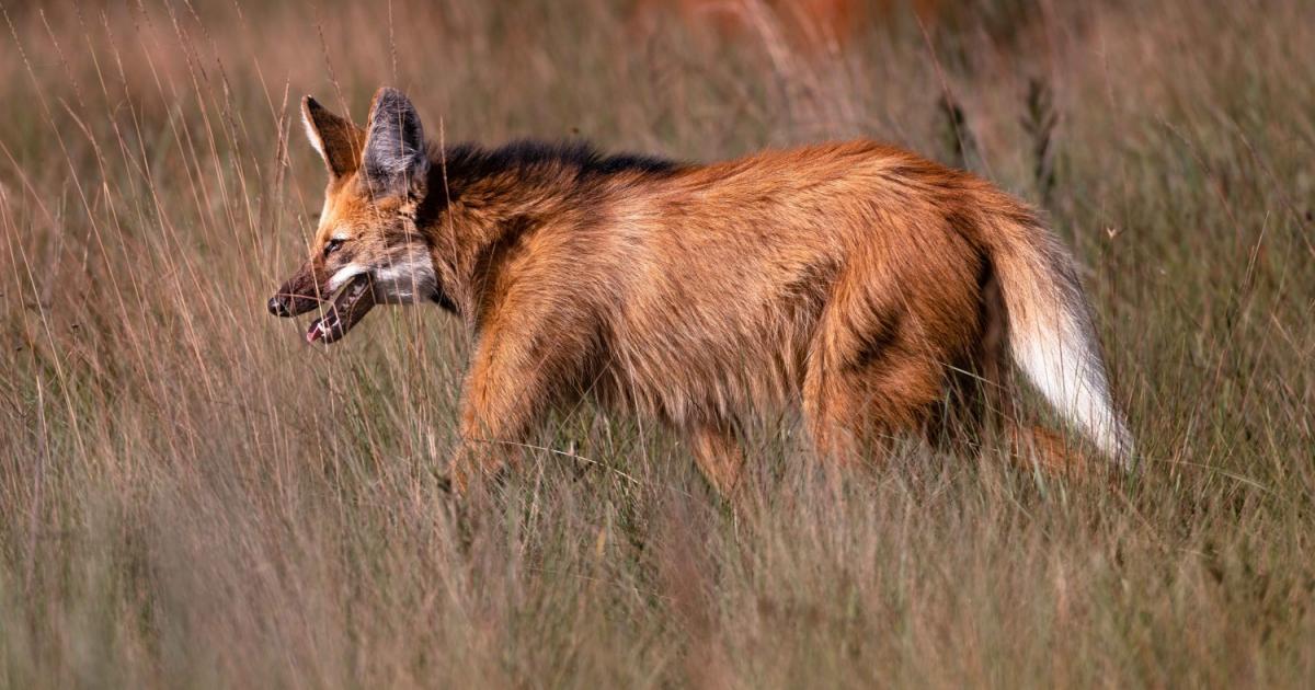 Lobo #143117 - Biofaces - Bring Nature Closer