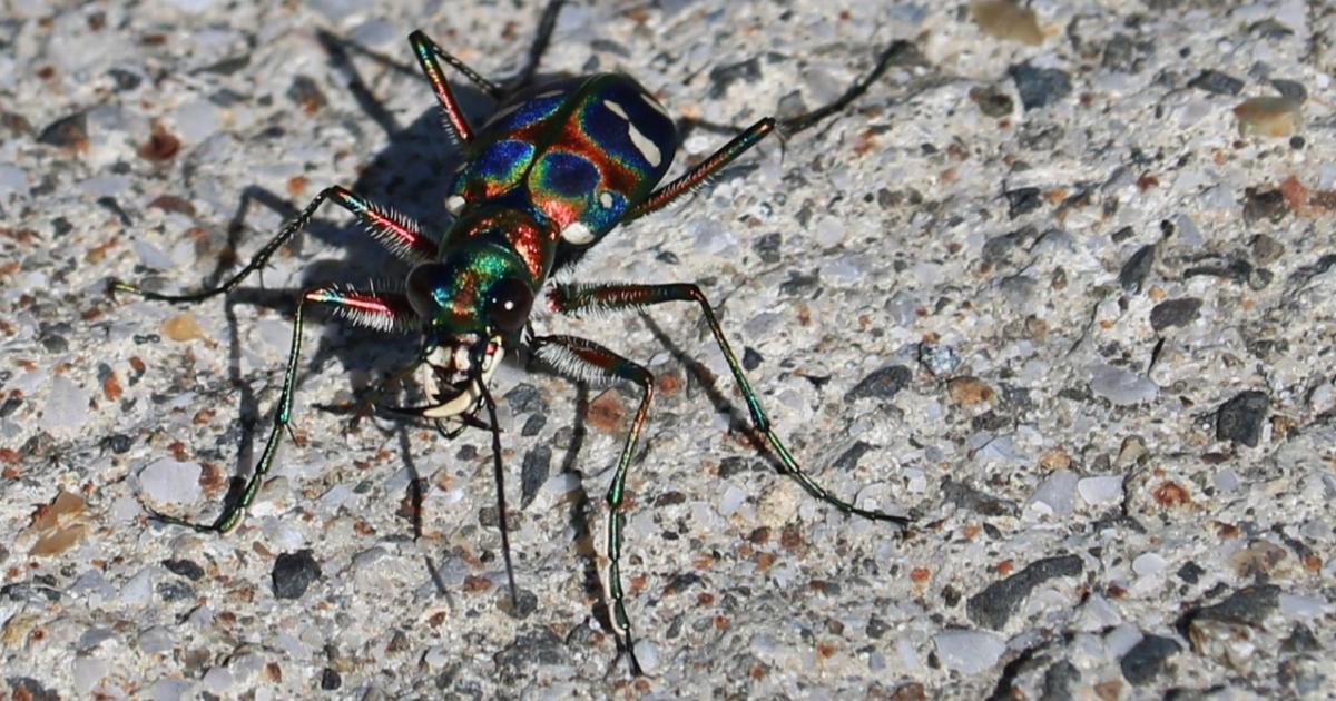 Cicindela #143274 - Biofaces - Bring Nature Closer