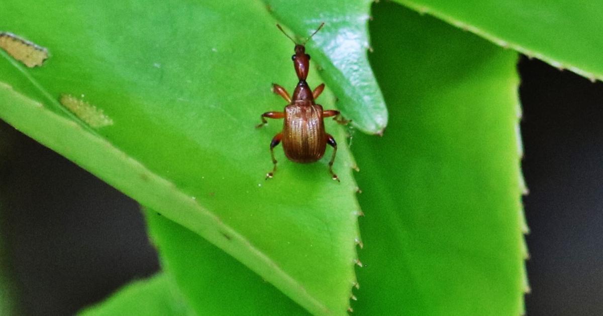 Apoderus #143277 - Biofaces - Bring Nature Closer