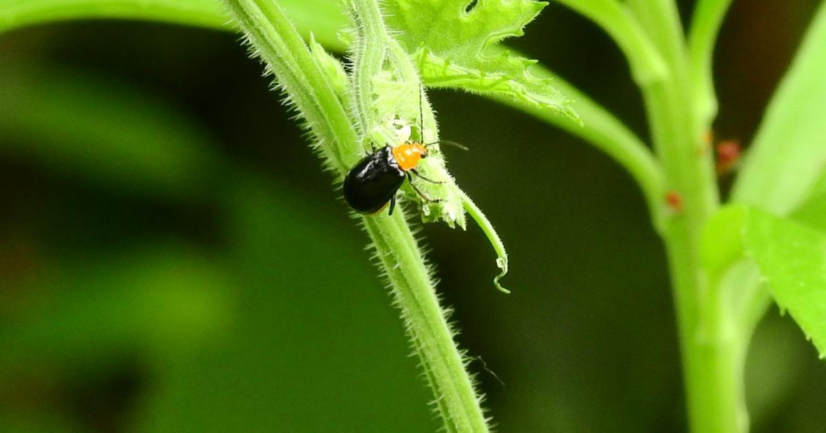 Aulacophora #143322 - Biofaces - Bring Nature Closer