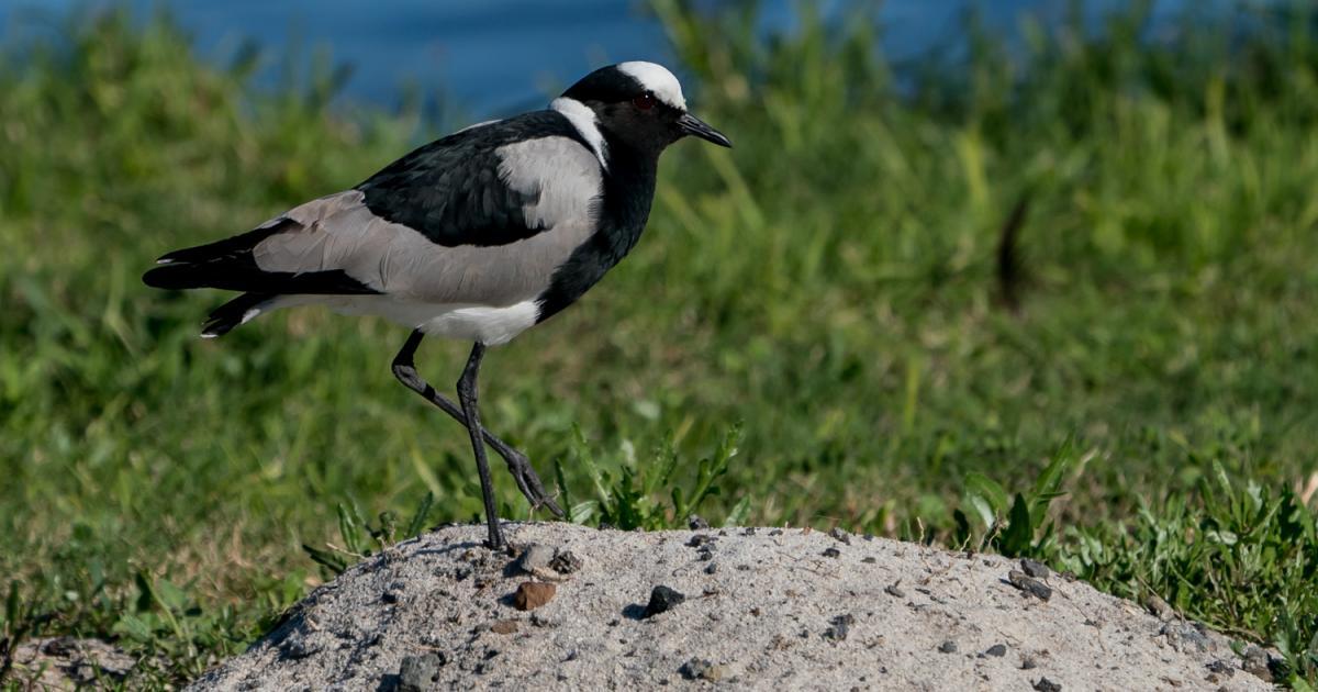 Abibe-preto-e-branco #143499 - Biofaces - Bring Nature Closer