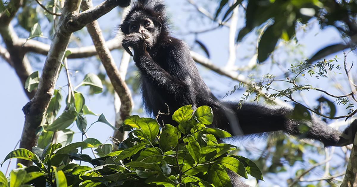 Macaco-aranha-de-cara-branca #143508 - Biofaces - Bring Nature Closer