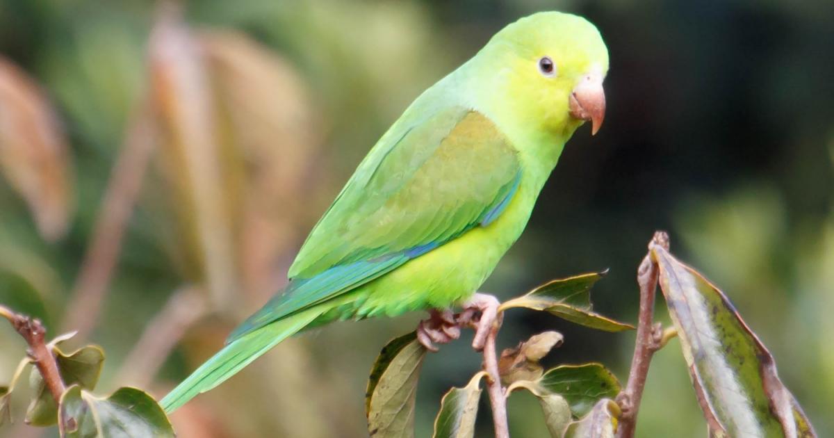 Periquito-rico #144080 - Biofaces - Bring Nature Closer