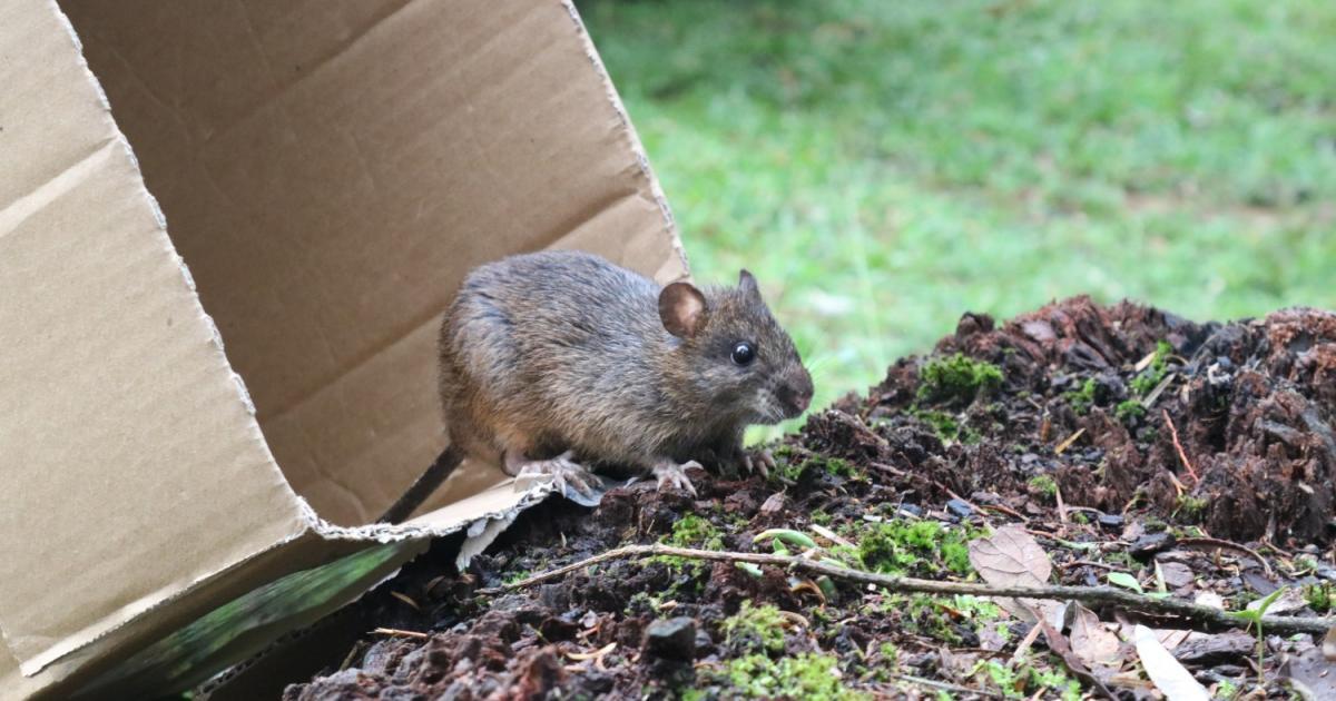 Nectomys #144186 - Biofaces - Bring Nature Closer