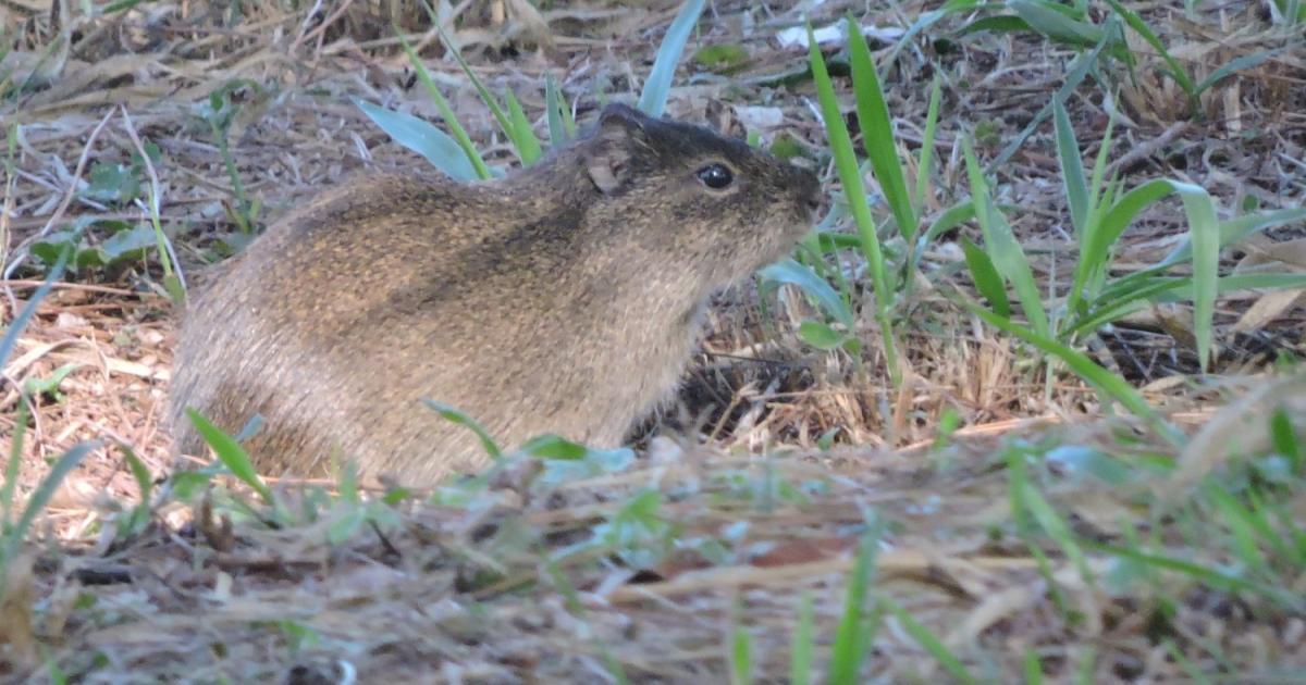 Preá #144292 - Biofaces - Bring Nature Closer