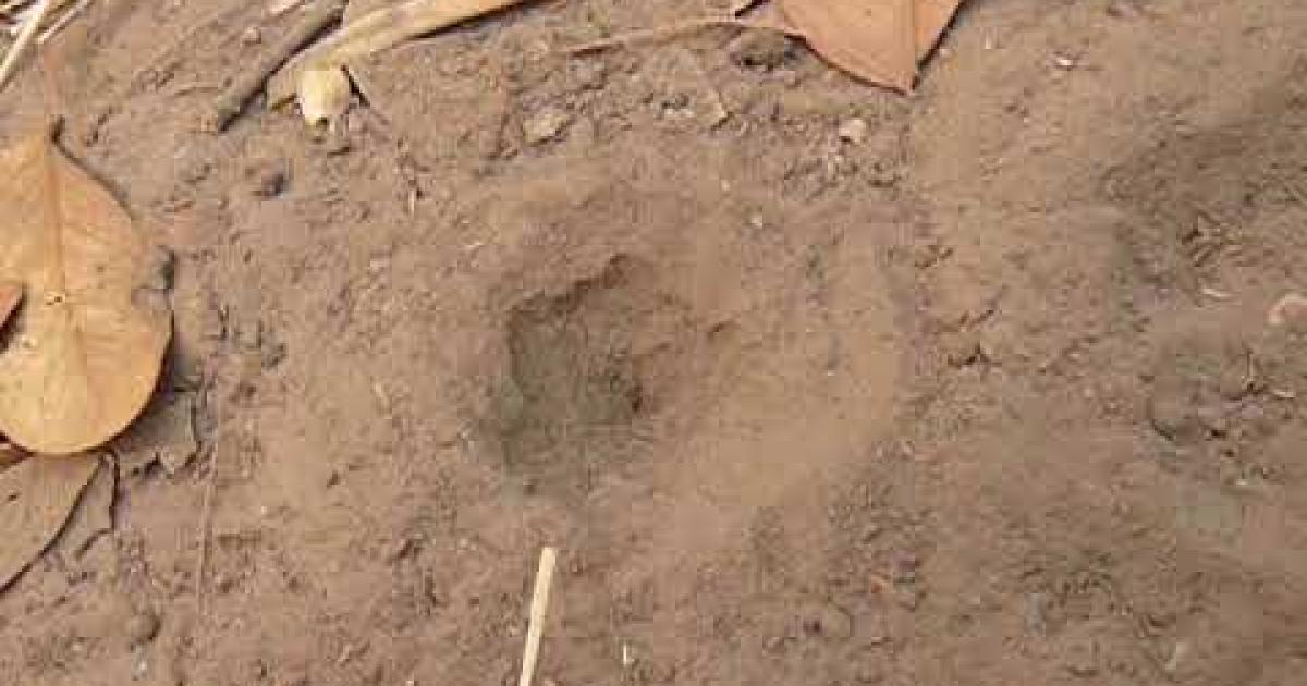 Formiga-leão #144301 - Biofaces - Bring Nature Closer