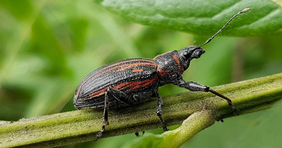 Naupactus #144366 - Biofaces - Bring Nature Closer