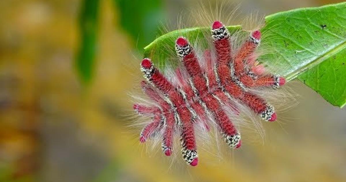 Lagarta #144501 - Biofaces - Bring Nature Closer