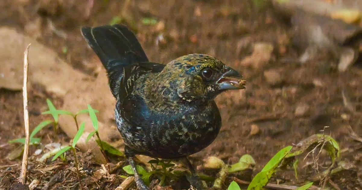 tiziu #144661 - Biofaces - Bring Nature Closer