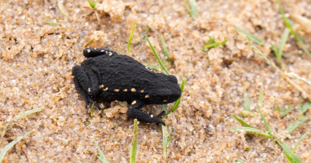 Sapito #145439 - Biofaces - Bring Nature Closer