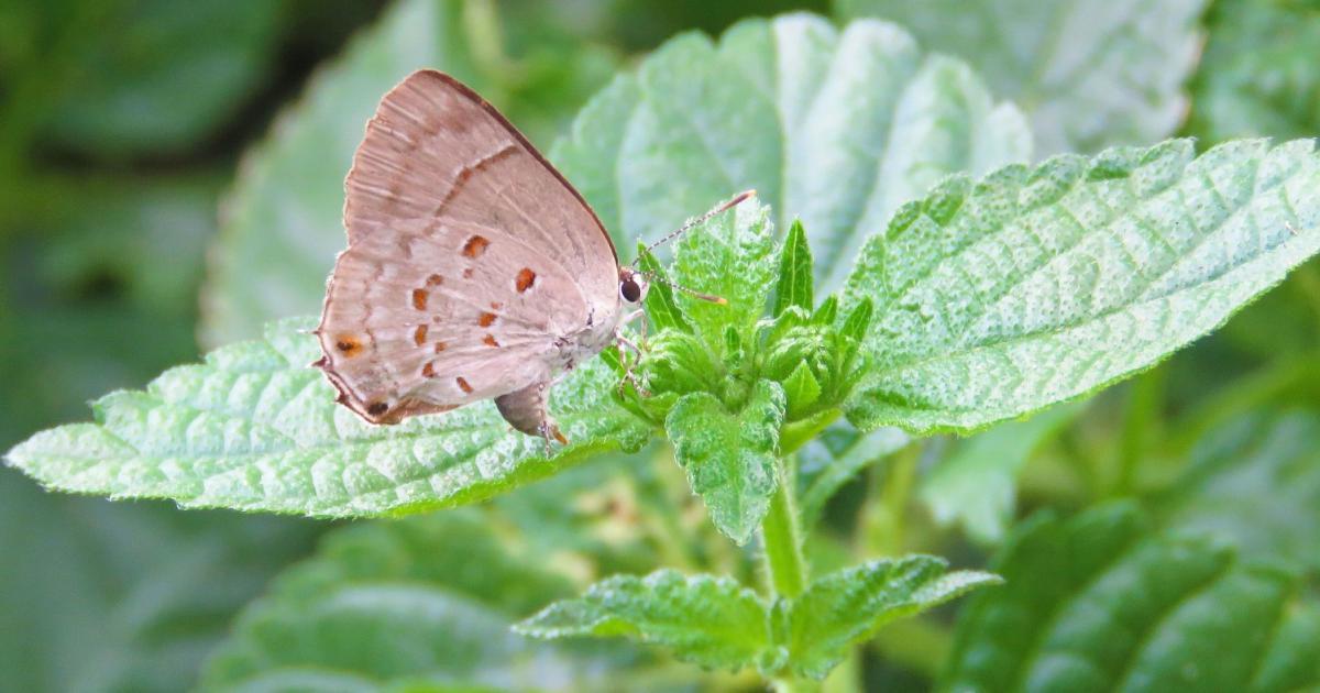 Tmolus #145693 - Biofaces - Bring Nature Closer