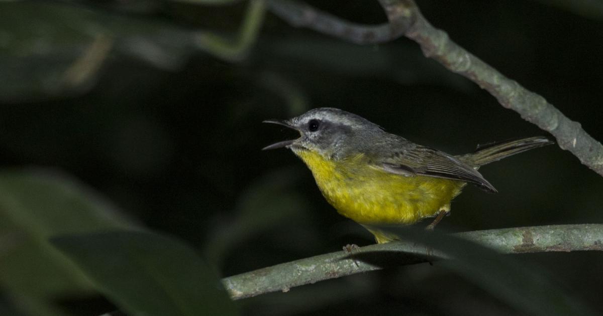 Pula-pula #146307 - Biofaces - Bring Nature Closer