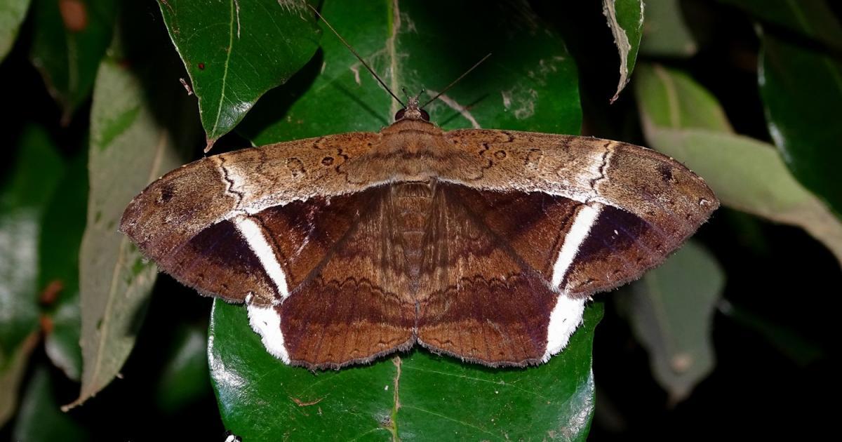 Mariposa #146843 - Biofaces - Bring Nature Closer