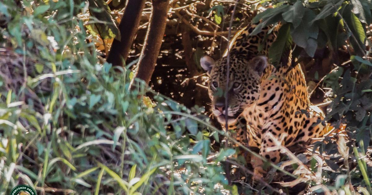 Panthera #147162 - Biofaces - Bring Nature Closer