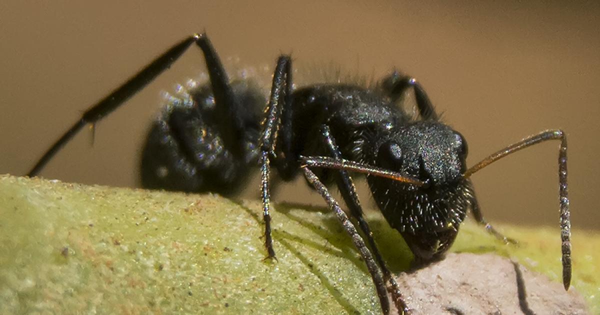 Formiga-Camponotus-crassus #147603 - Biofaces - Bring Nature Closer