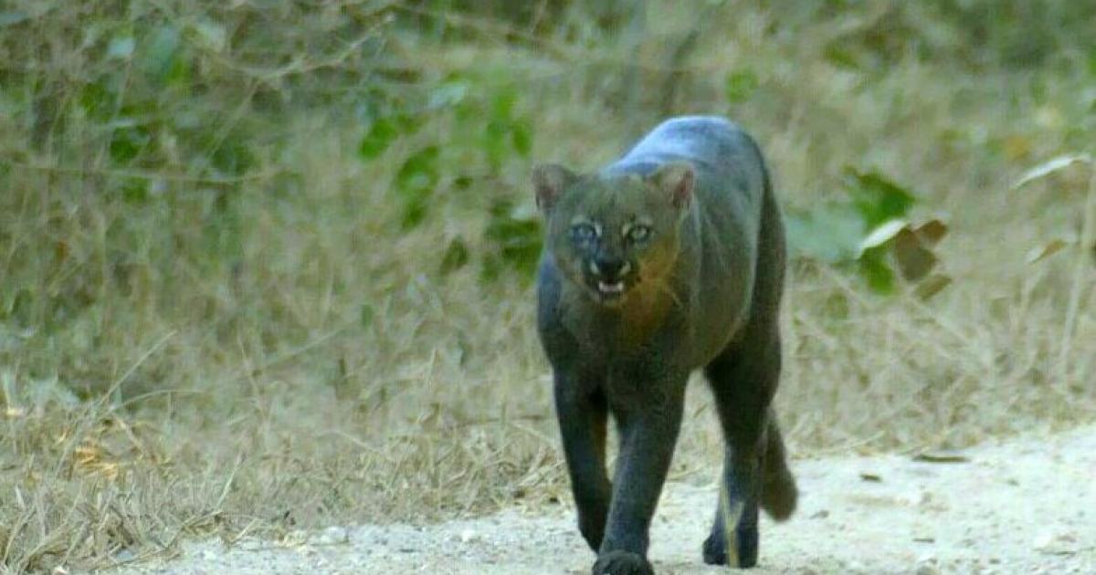 gato #147789 - Biofaces - Bring Nature Closer