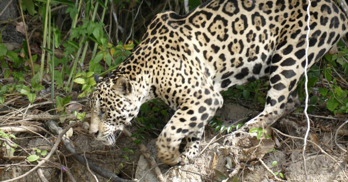 panthera #147793 - Biofaces - Bring Nature Closer