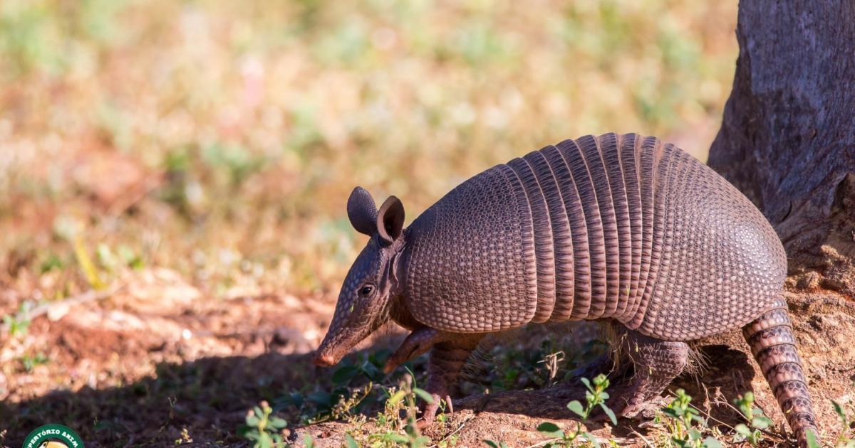 Dasypus #148133 - Biofaces - Bring Nature Closer