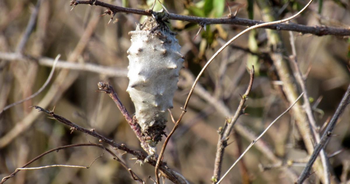 Casulo #148220 - Biofaces - Bring Nature Closer