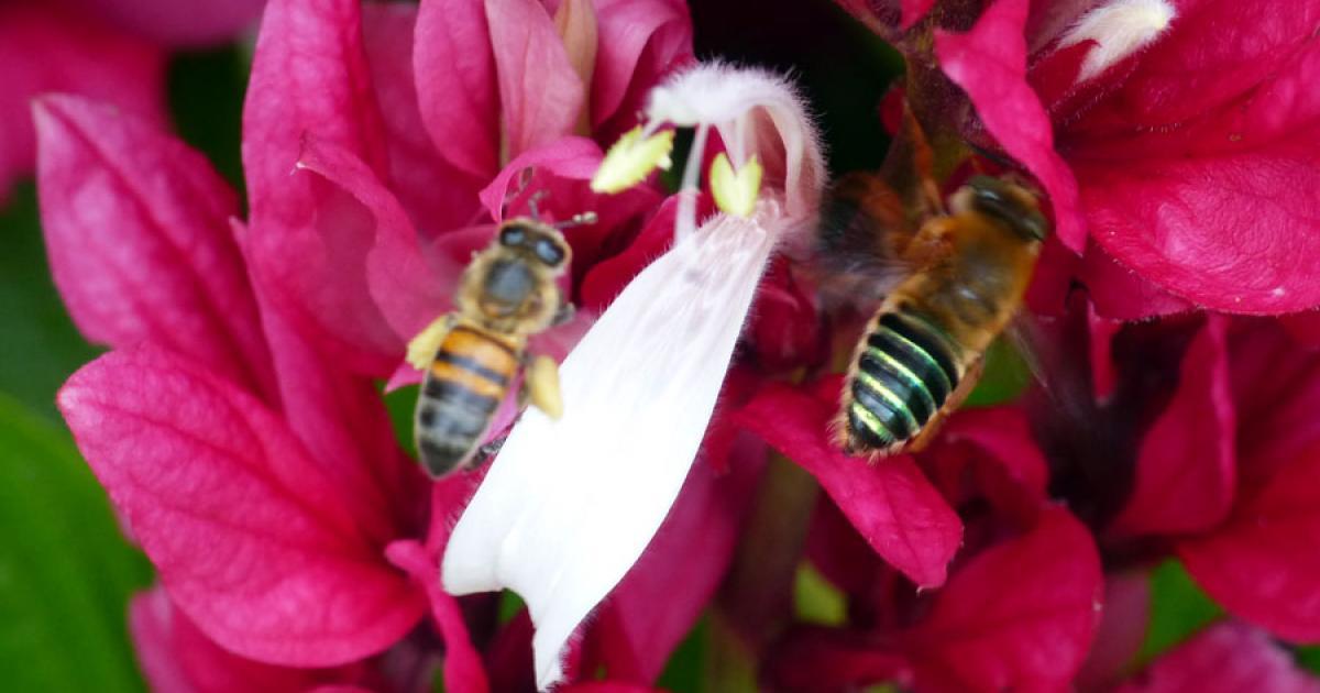 Apis #148591 - Biofaces - Bring Nature Closer