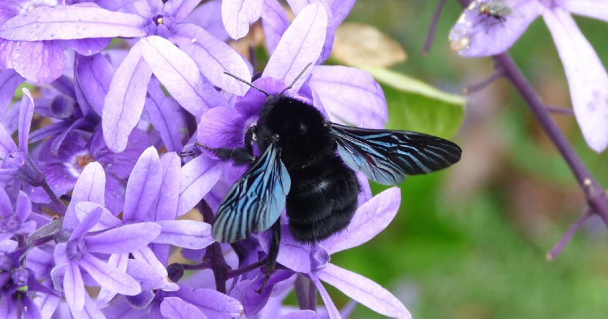 Bombus #148597 - Biofaces - Bring Nature Closer