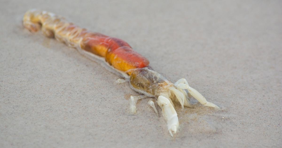 Corrupto #148755 - Biofaces - Bring Nature Closer