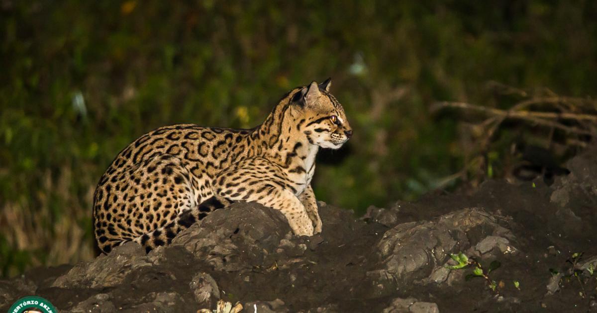 Jaguatirica (nome científico: Leopardus pardalis) - Biofaces - Bring ...