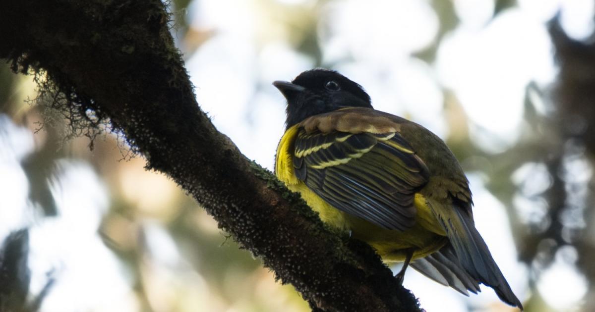 Corocoxó #149050 - Biofaces - Bring Nature Closer